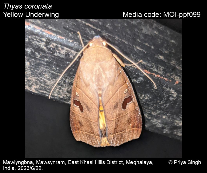 Thyas coronata | Moths
